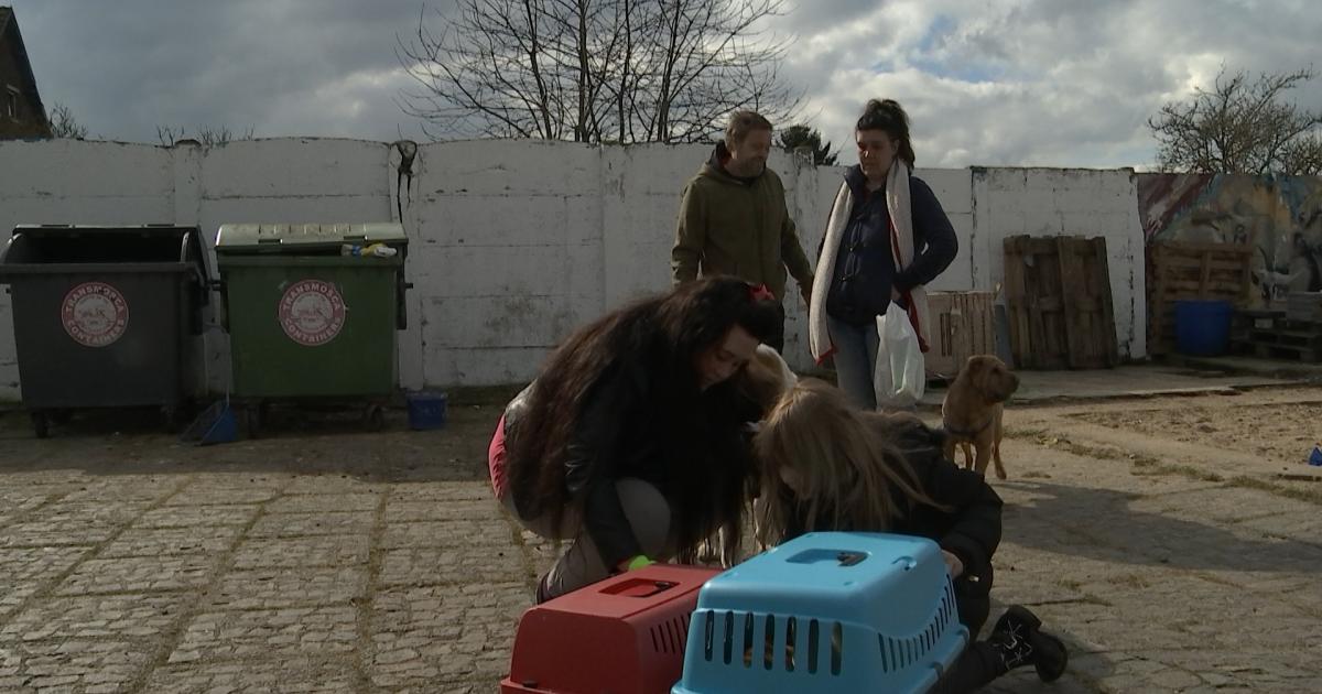 La Louvière : la SPA héberge les chiens et chats des sans-abri ...
