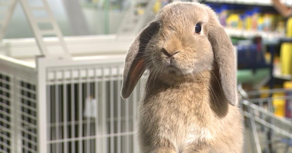 Cinéma : tournage de Lapin Perdu de Bertrand Lissoir à Soignies ...