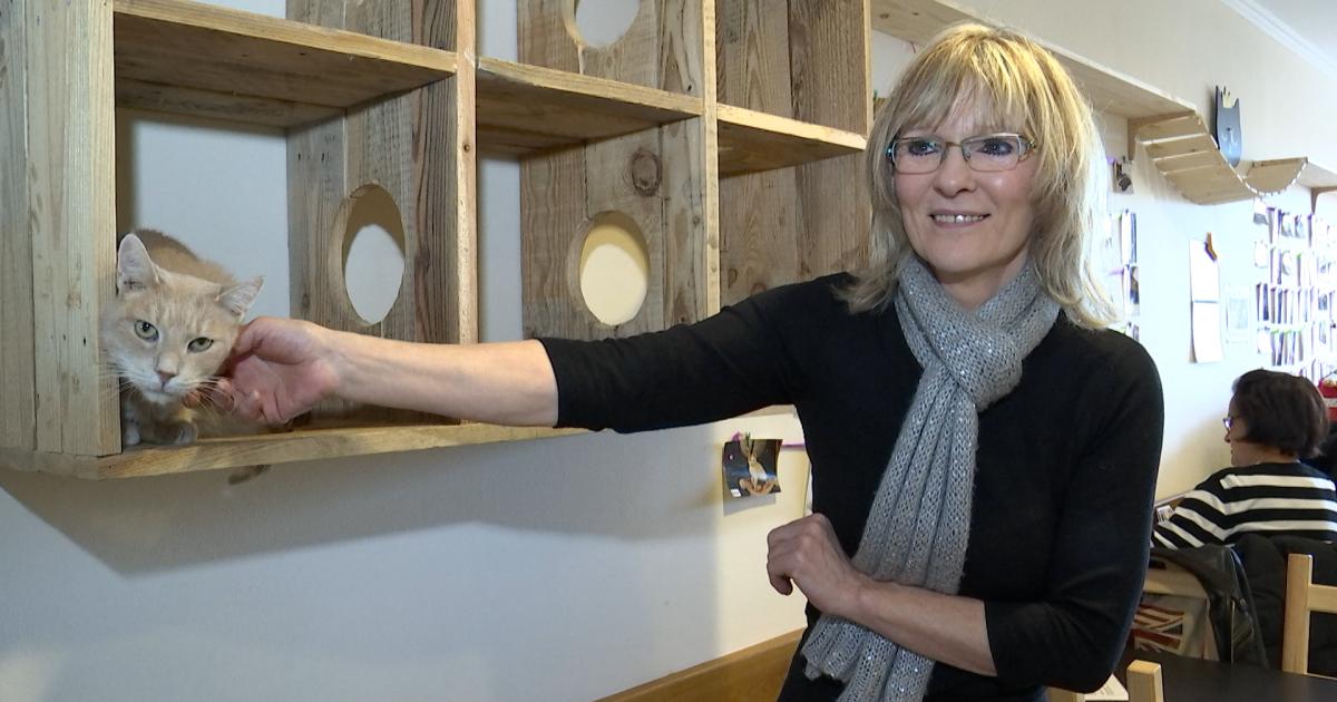 Les "chats 'rtisants" sont au bar à chats | Antenne Centre