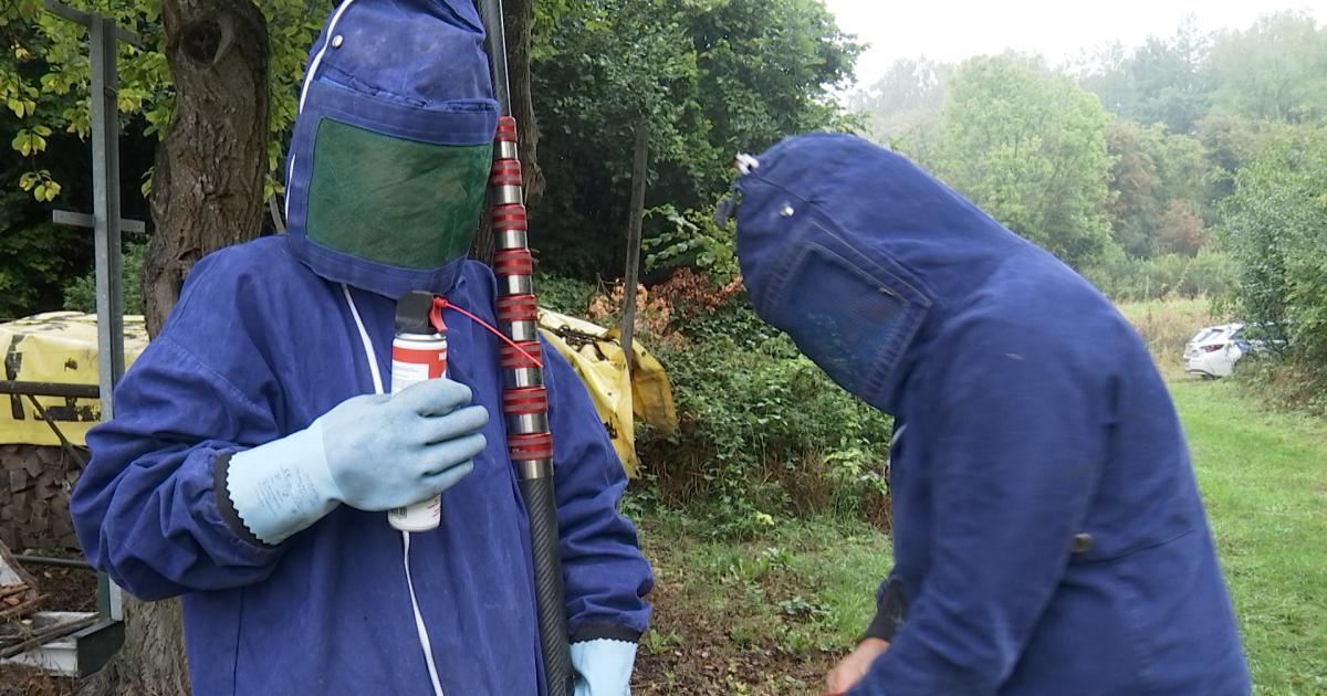 Ressaix : neutralisation d'un nid de frelons asiatiques | Antenne Centre