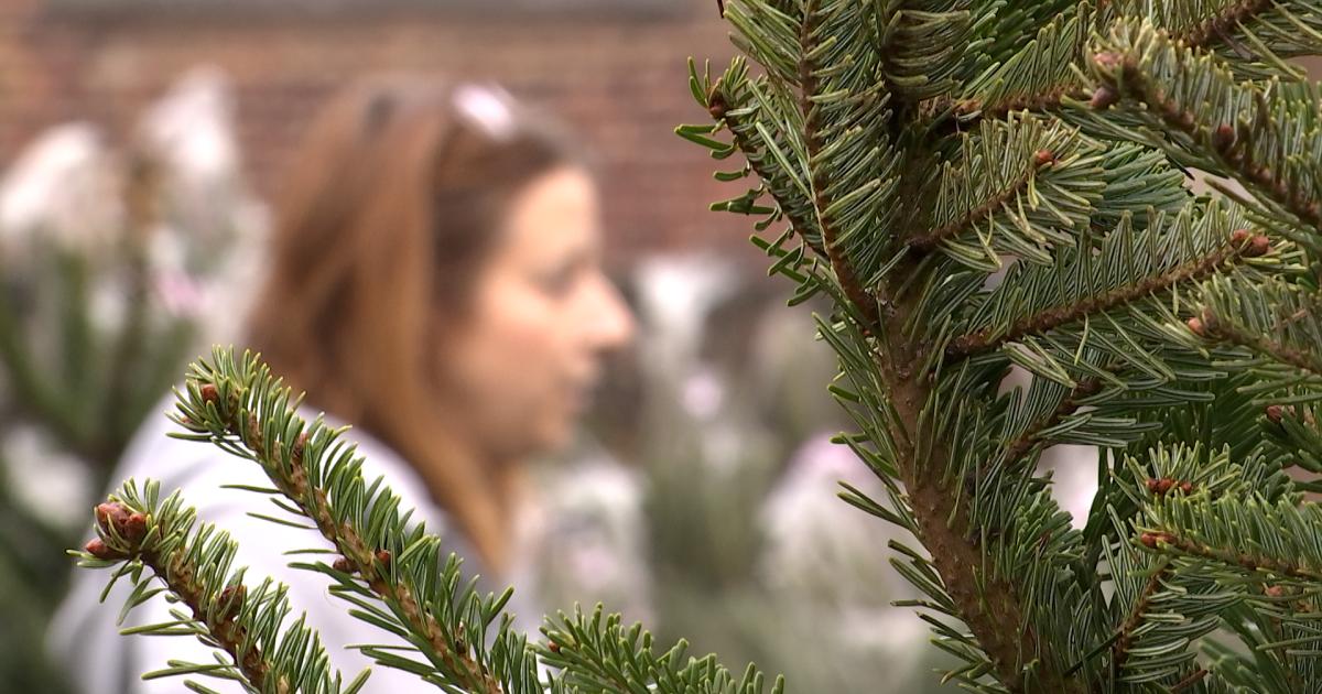 Bracquegnies : une vente de sapins pas comme les autres | Antenne Centre