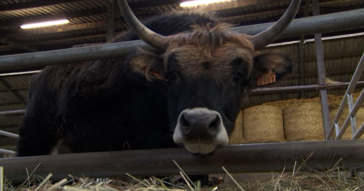 Mignault : La Ligule face à des contraintes administratives | Antenne ...