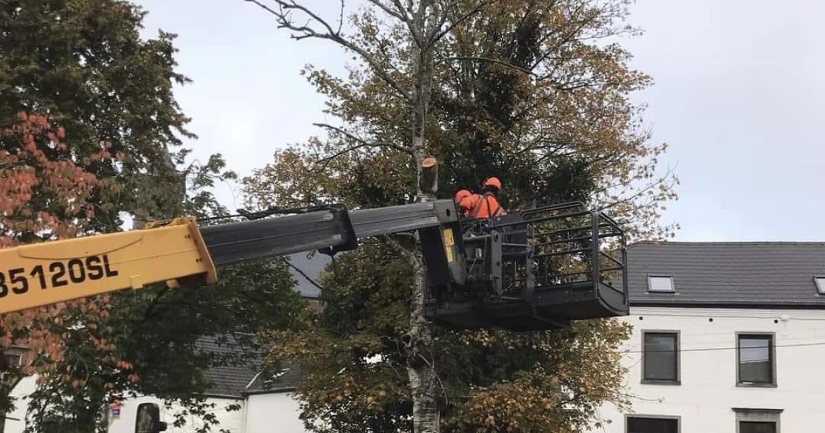 Écaussinnes : l’arbre symbole du Goûter matrimonial abattu | Antenne Centre